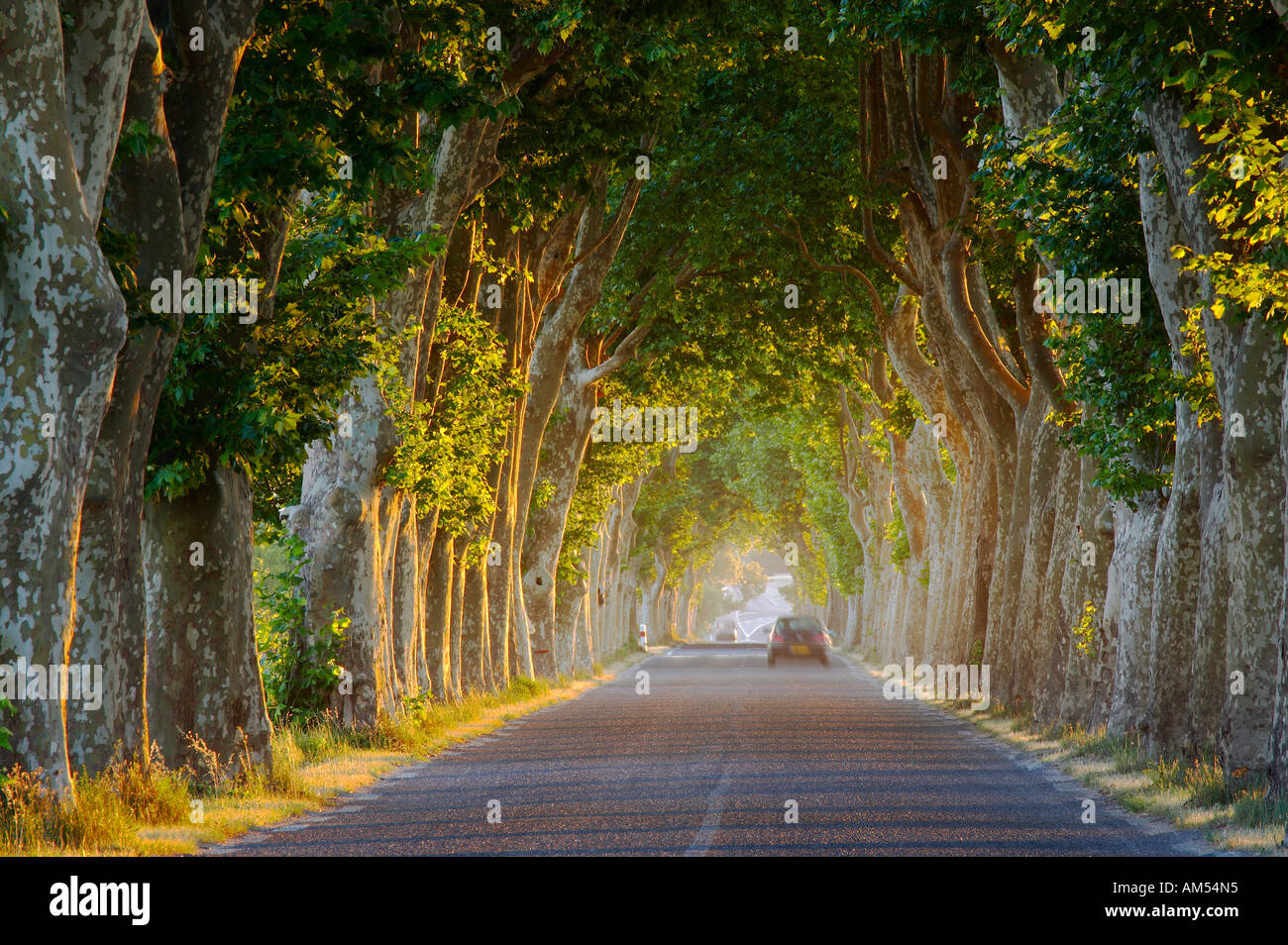 Tree lined avenue hi-res stock photography and images - Alamy