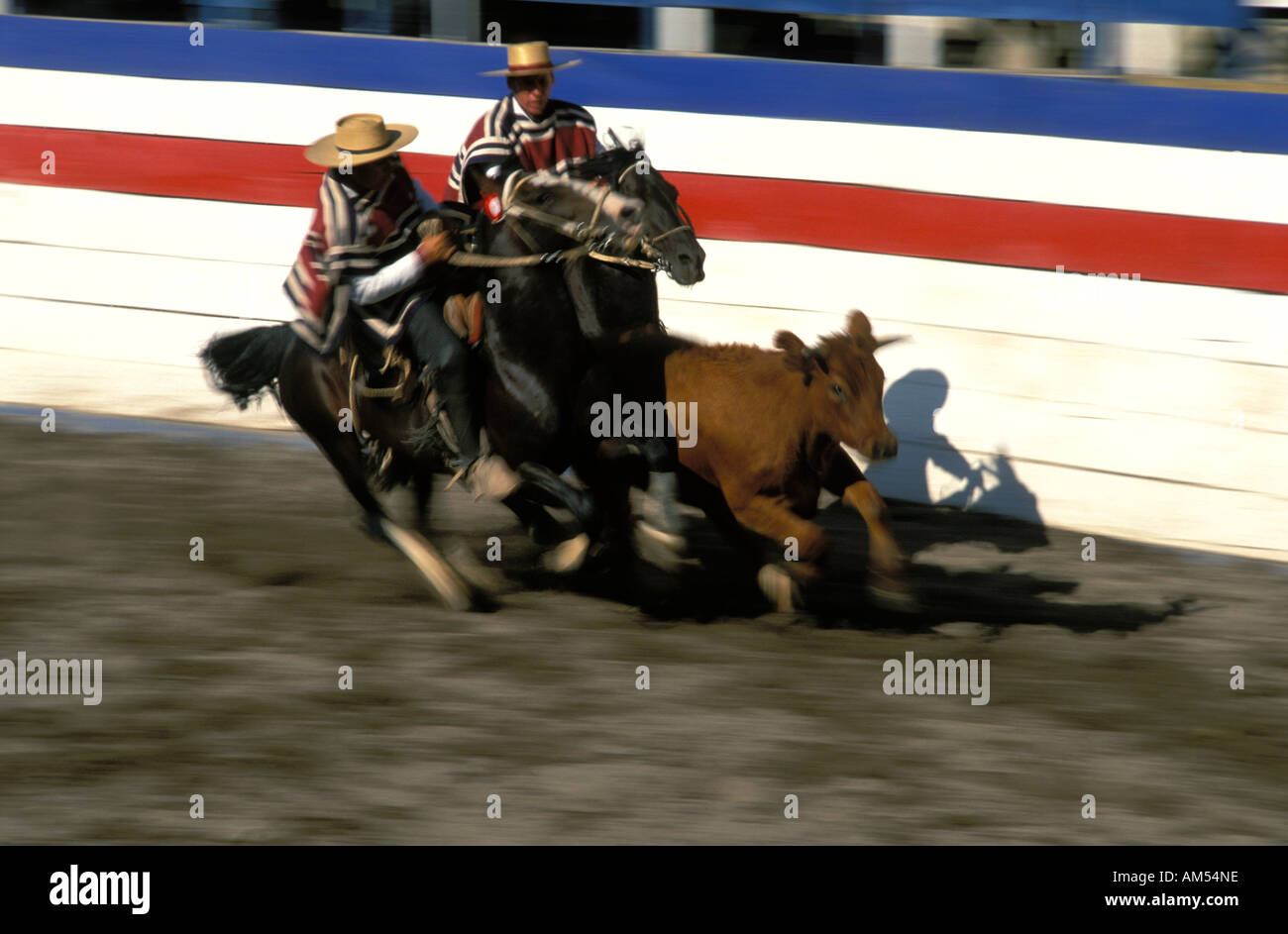 Galloping Across The Arena High Resolution Stock Photography and Images ...