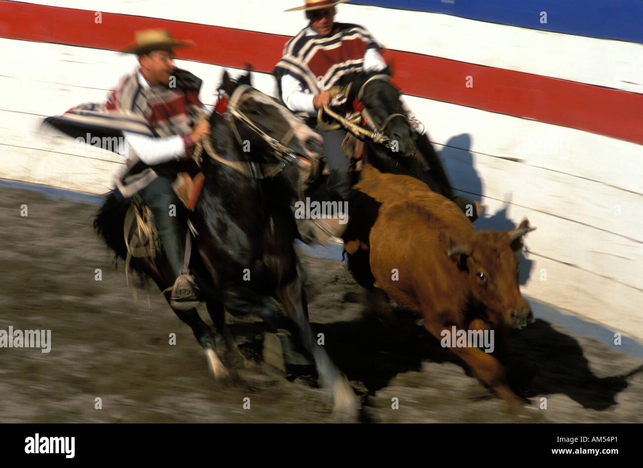 Chasing horse hi-res stock photography and images - Alamy