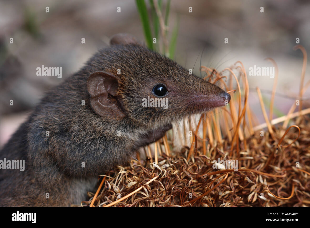 Antichinus hi-res stock photography and images - Alamy