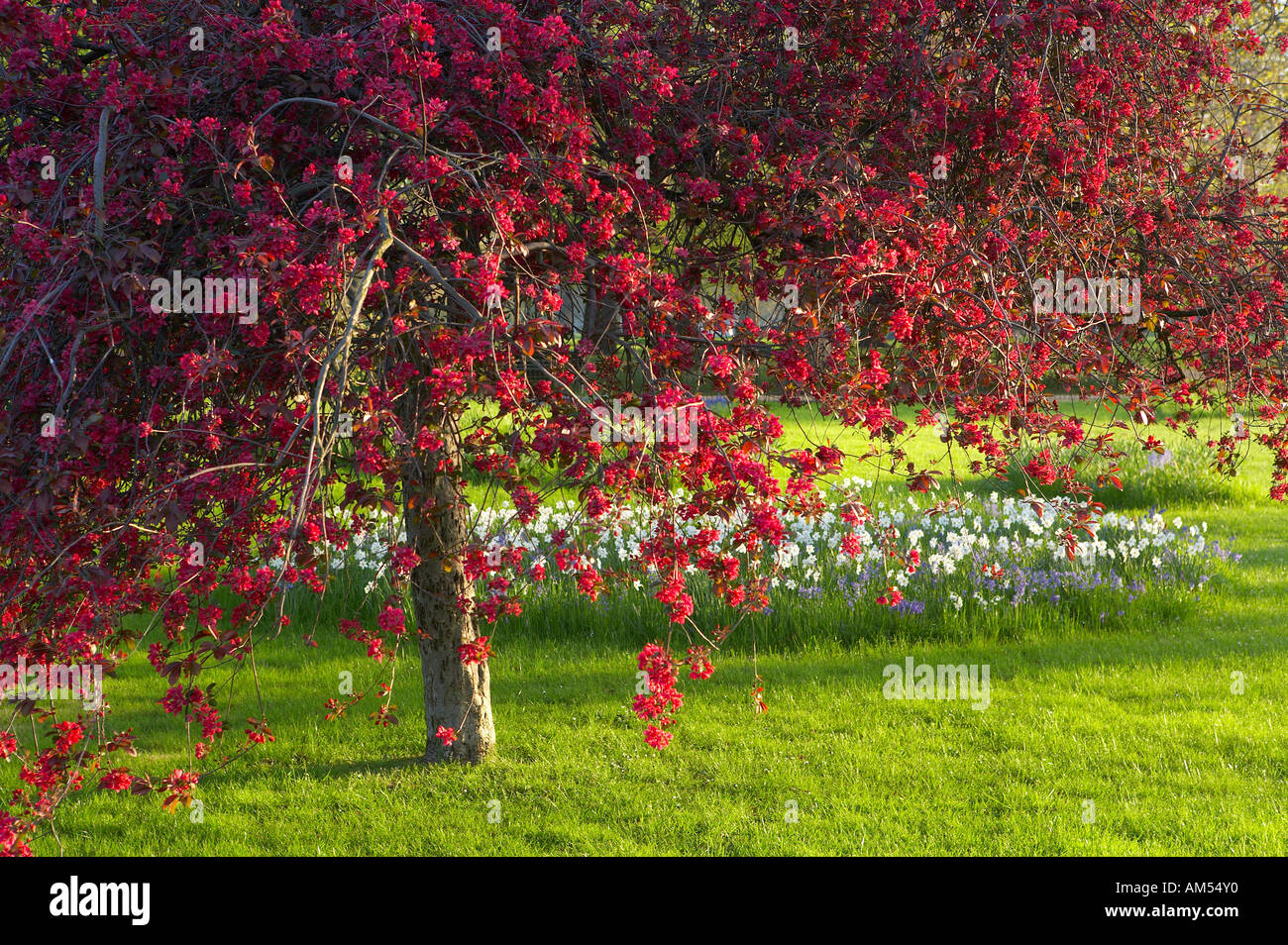 spring bloom in Hyde Park London England UK NR Stock Photo - Alamy