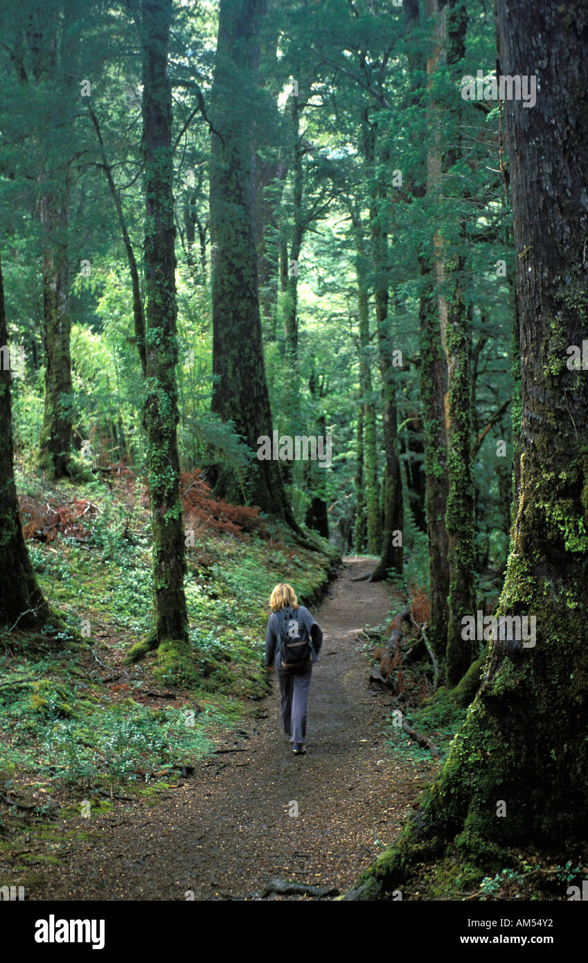 Chile Lake district hiking in the rainforest Stock Photo - Alamy
