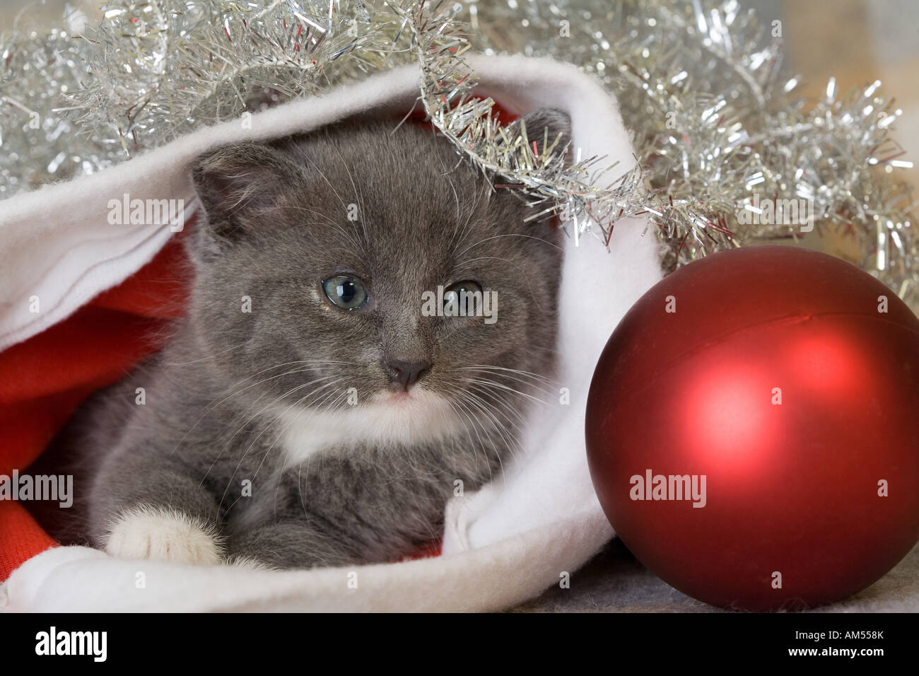 grey kitten and christmas decoration Stock Photo - Alamy