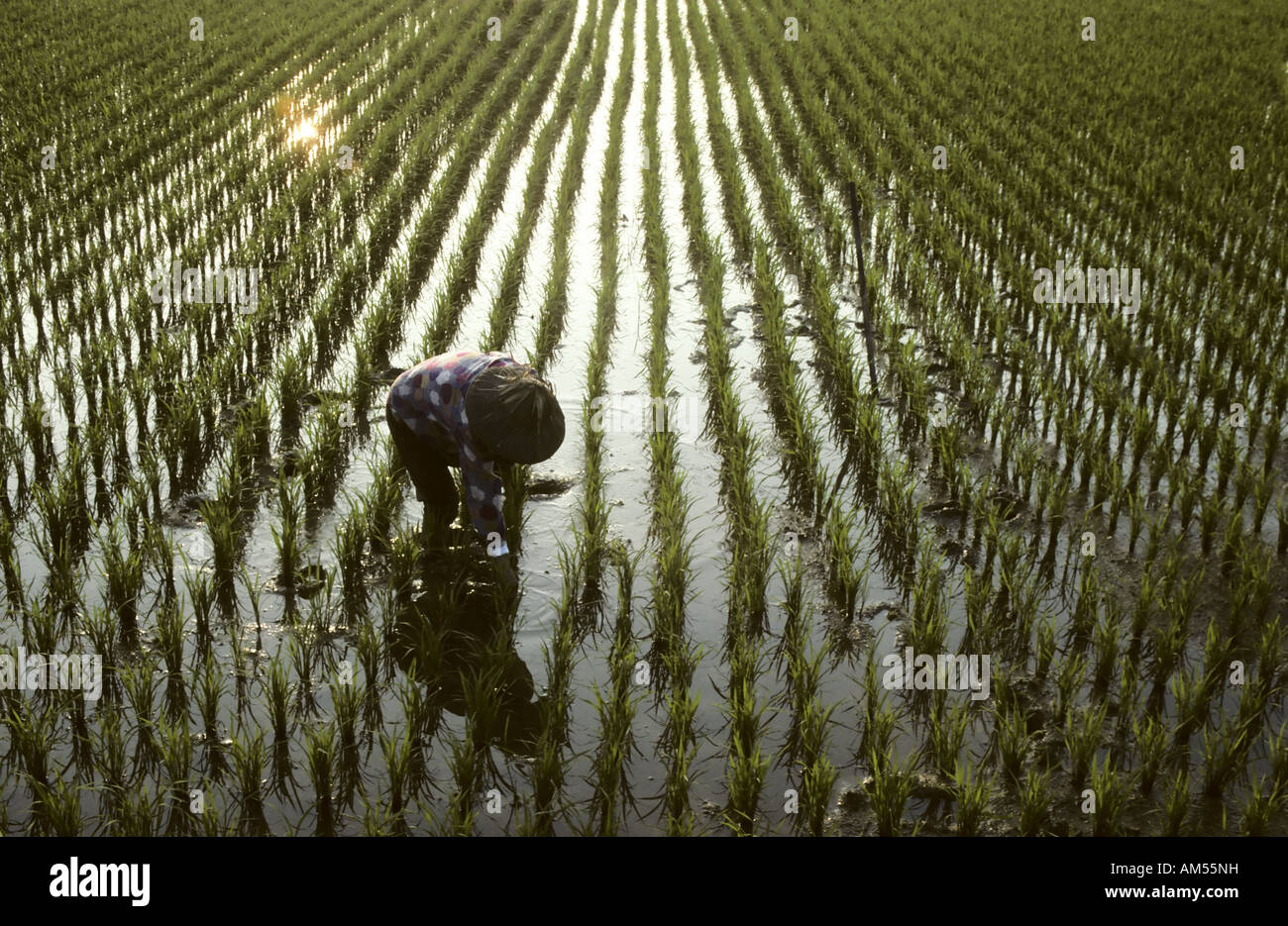Woman planting wet rice Taiwan Stock Photo - Alamy