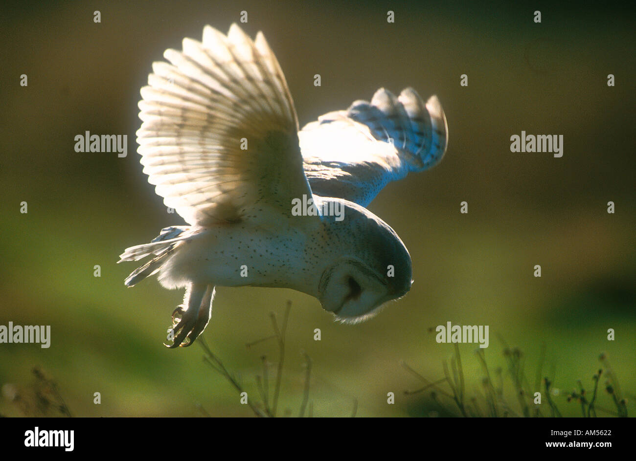 Back owls hi-res stock photography and images - Alamy