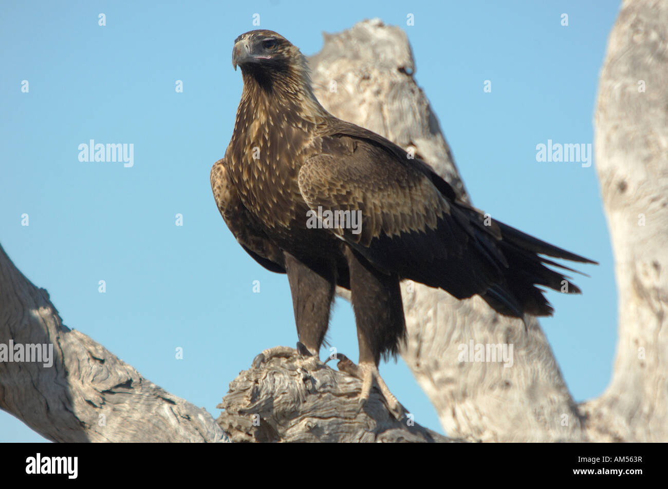 Wedge Tailed Eagle Stock Photo - Alamy