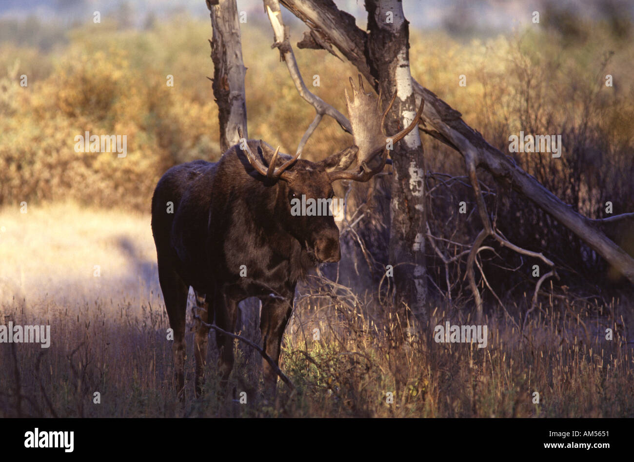 Moose alces alces bull grand hi-res stock photography and images - Alamy