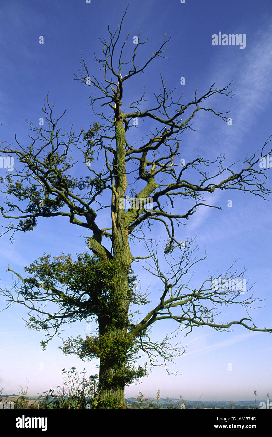 Oak tree disease britain hi-res stock photography and images - Alamy