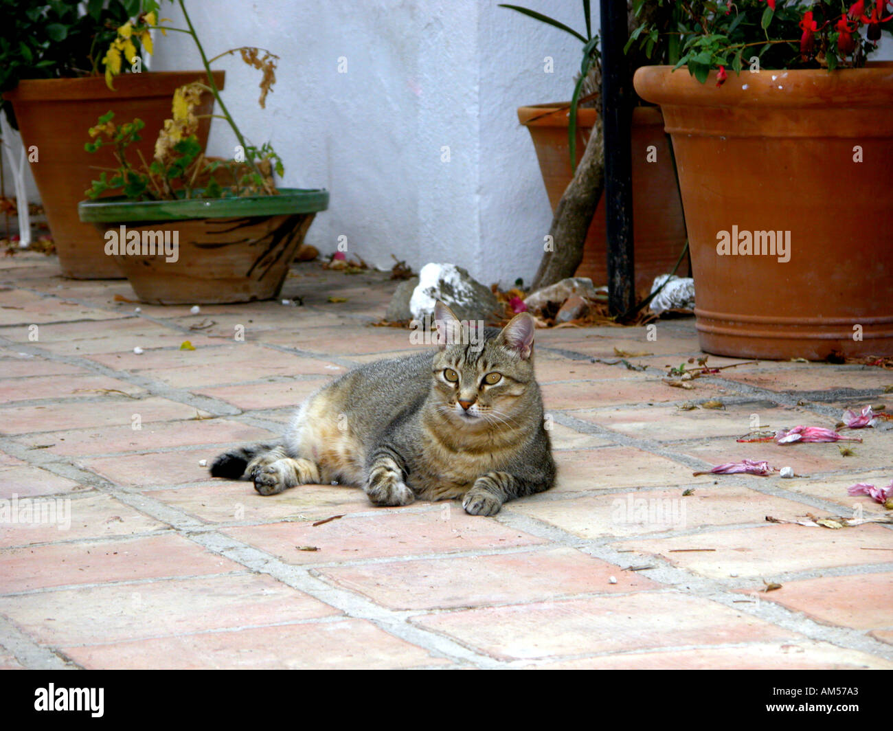 Tabby Tom Cat sitting on a tiled Mediterranean patio portrait alert ...
