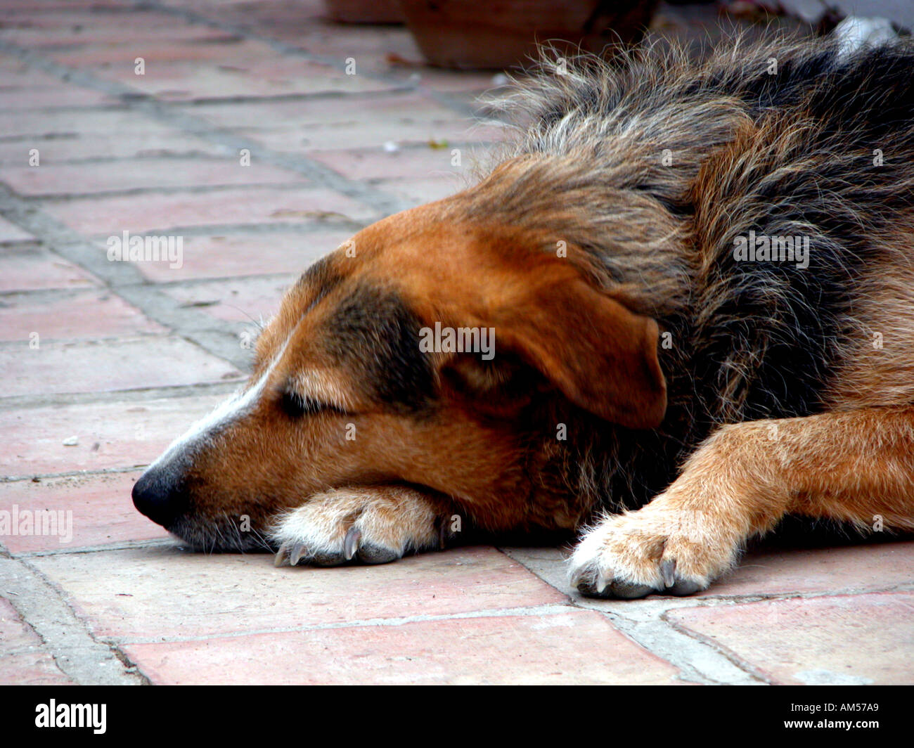 Dog resting on a tiled Mediterranean patio Sandy close up portrait ...