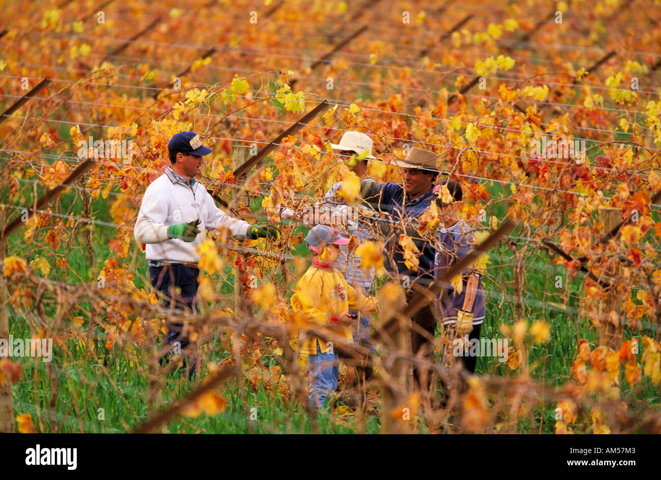 Pruning grape vines Stock Photo - Alamy