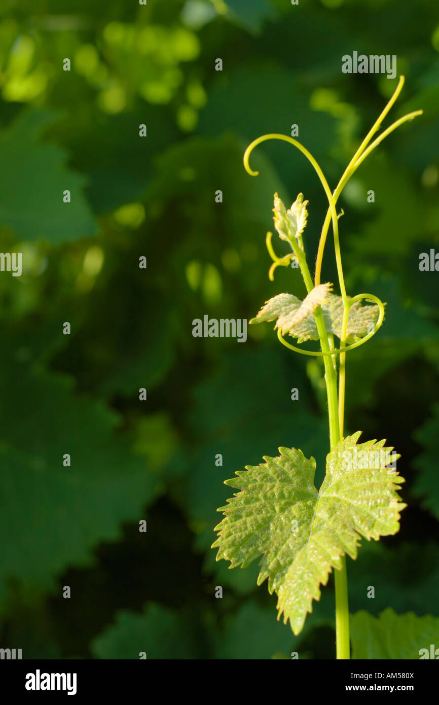 Grapevine tendrils hi-res stock photography and images - Alamy