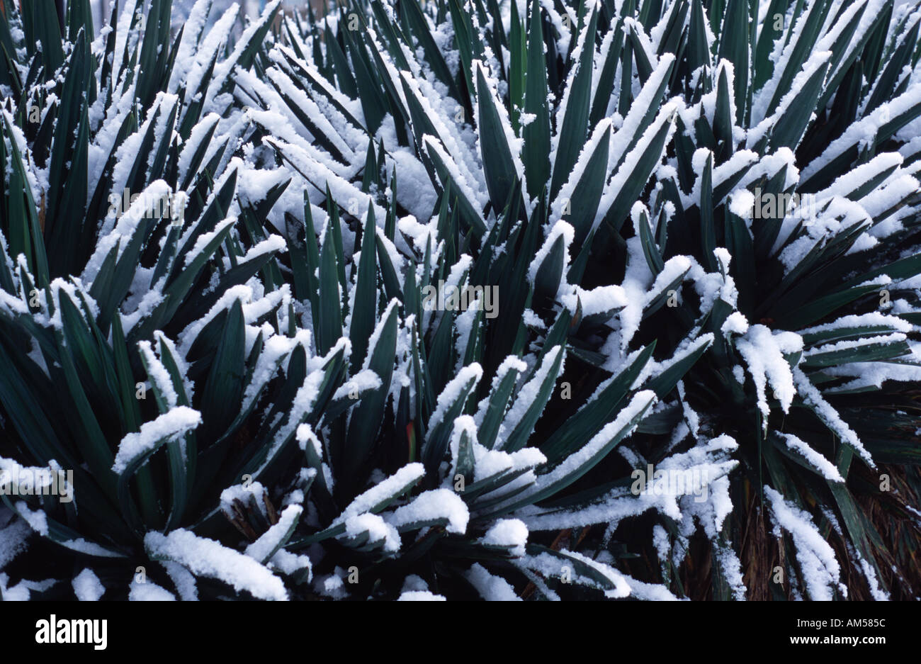 Yucca plants in the snow in a park in West London England UK Stock ...