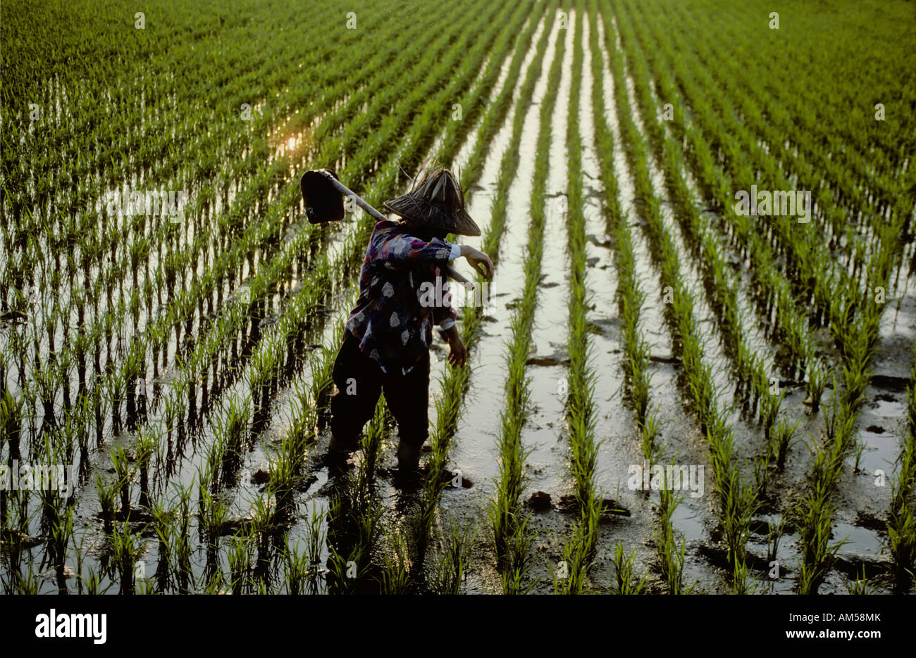 Farmer in rice field Taiwan Stock Photo - Alamy