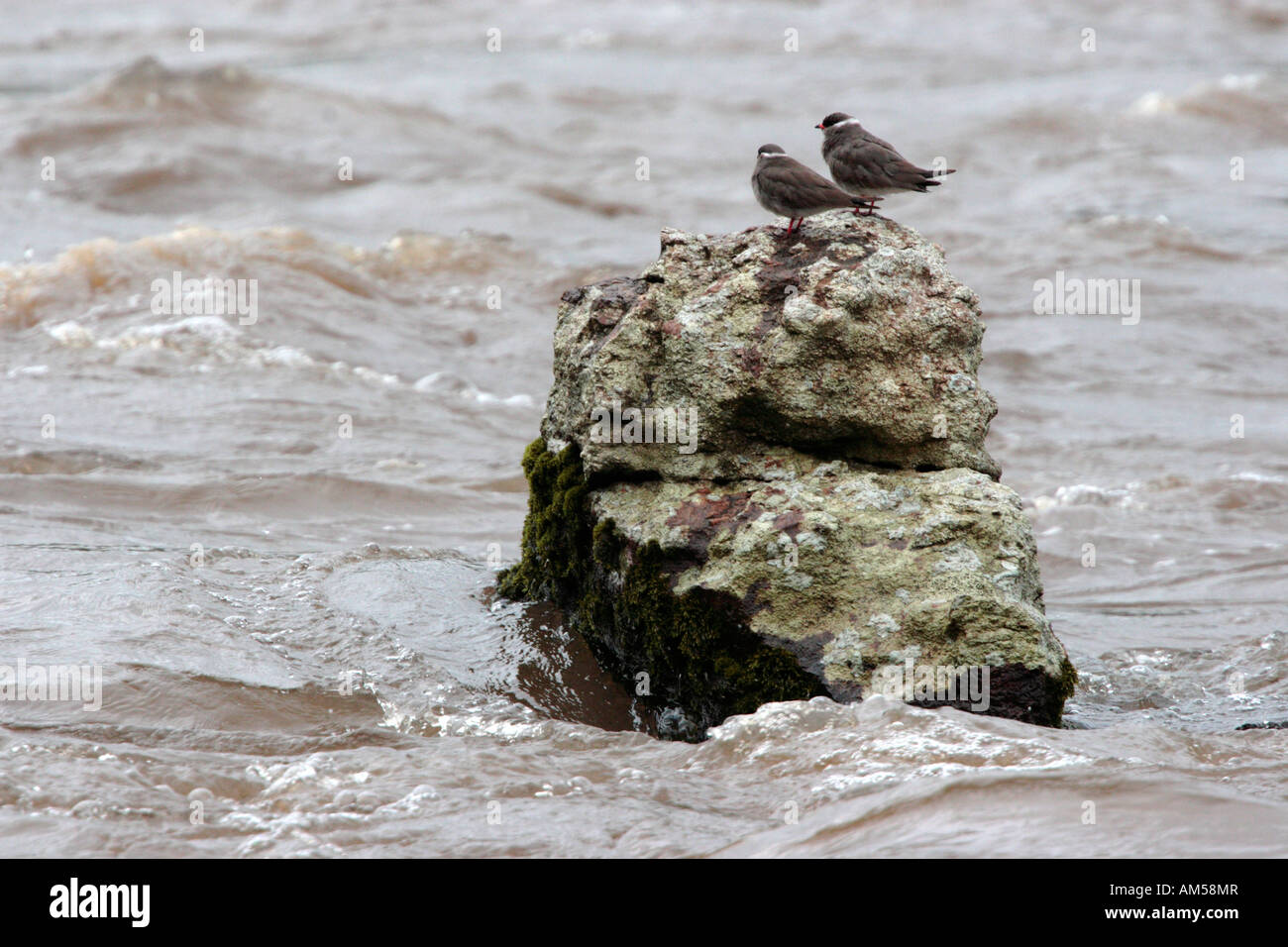 African pratincole hi-res stock photography and images - Alamy