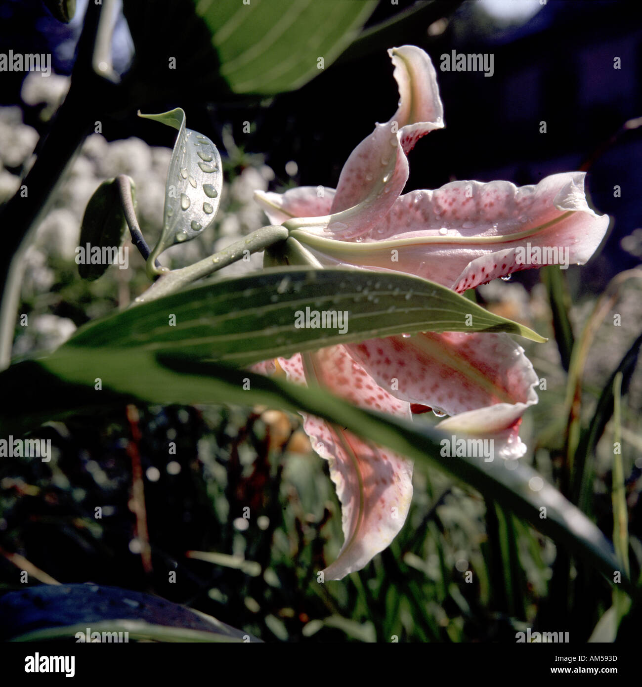 Lilies From Newport RI Mansion Stock Photo - Alamy