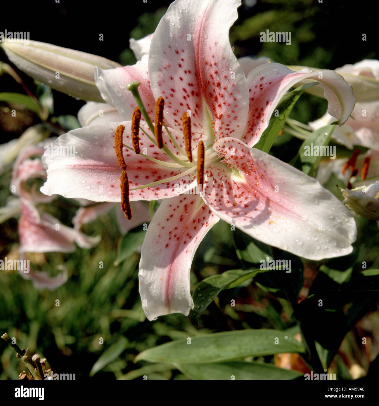White to gree hi-res stock photography and images - Alamy