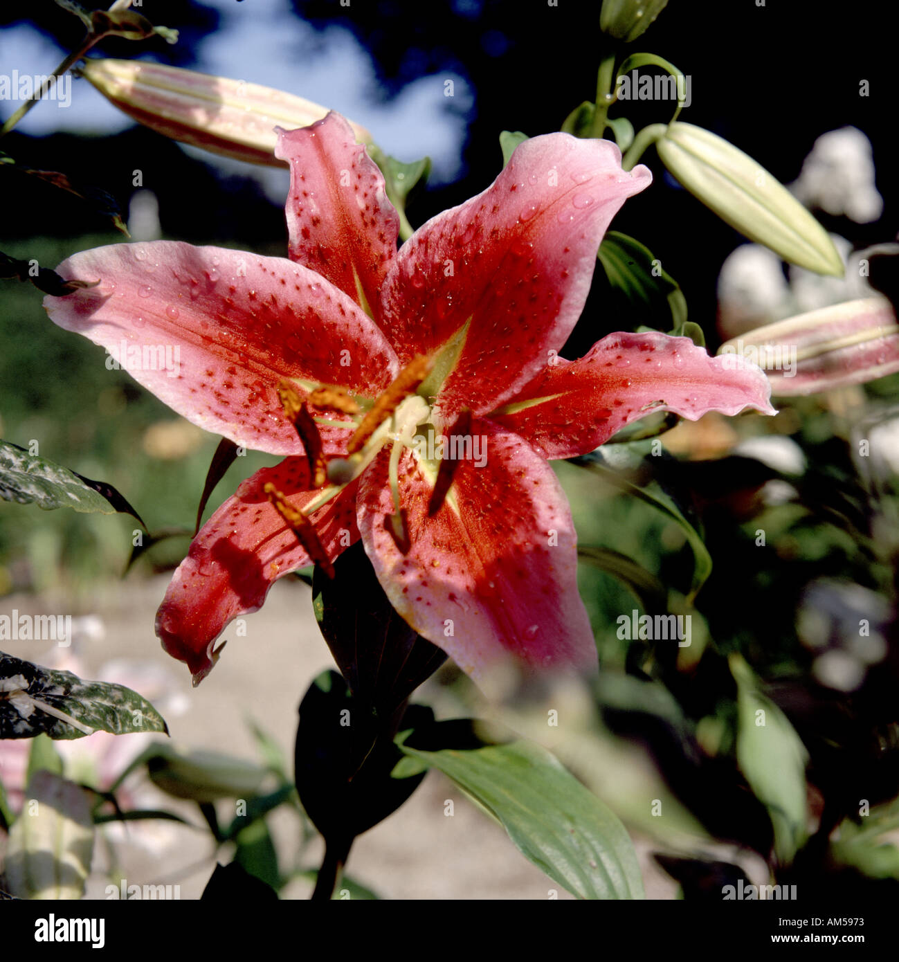 Lilies From Newport RI Mansion Stock Photo - Alamy