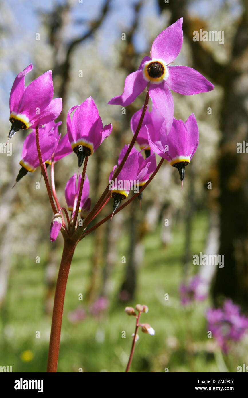 Shooting Star plant with oak trees in the background Stock Photo - Alamy