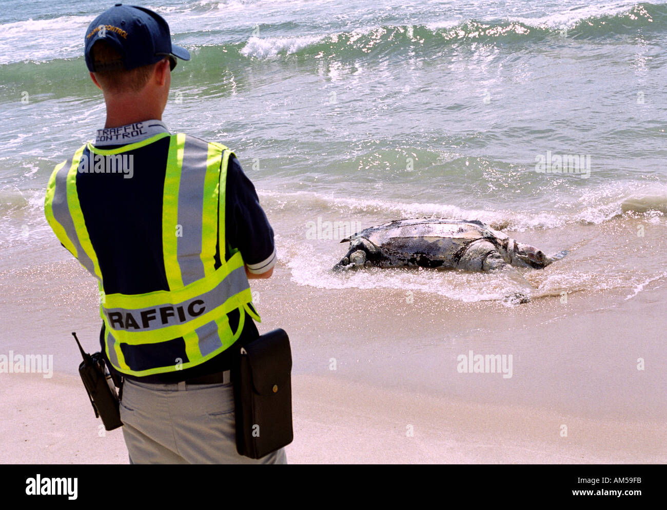 East Hampton NY 072901 Dead Sea Turtle that washed up at Main Beach in ...