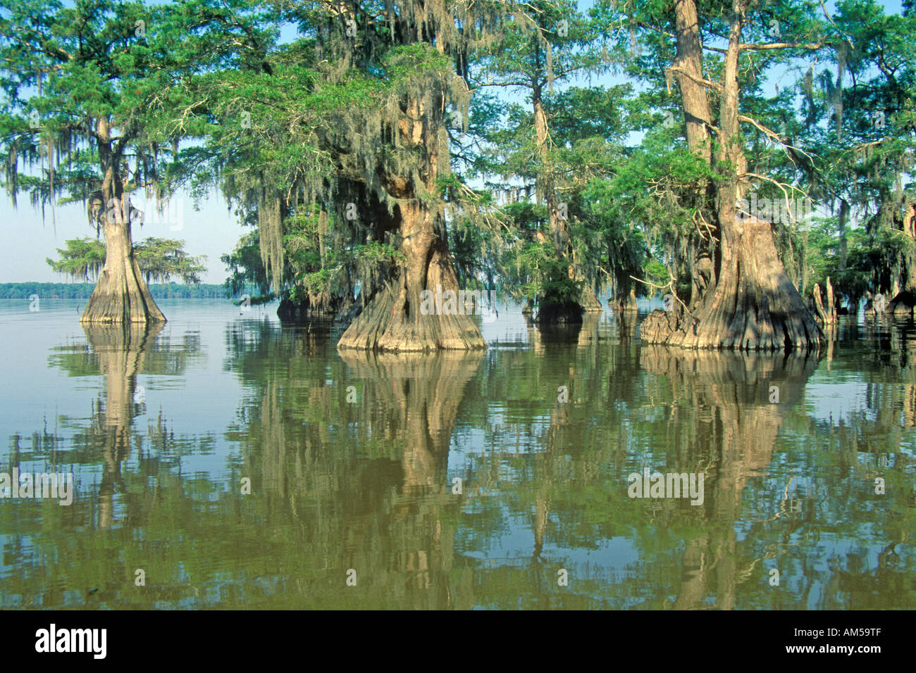 Cypress Trees in the Bayou Lake Fausse Pointe State Park Louisiana ...