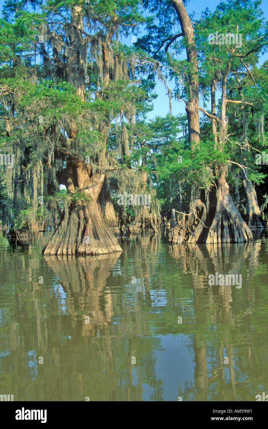 Cypress Trees in the Bayou Lake Fausse Pointe State Park Louisiana ...