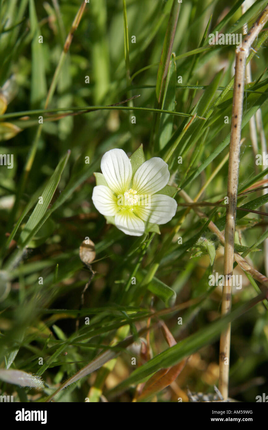 Dwarf wooly meadowfoam hi-res stock photography and images - Alamy
