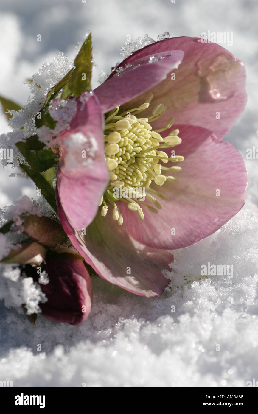 Pink Christmas Rose pushing through the snow and ice, in the pale ...