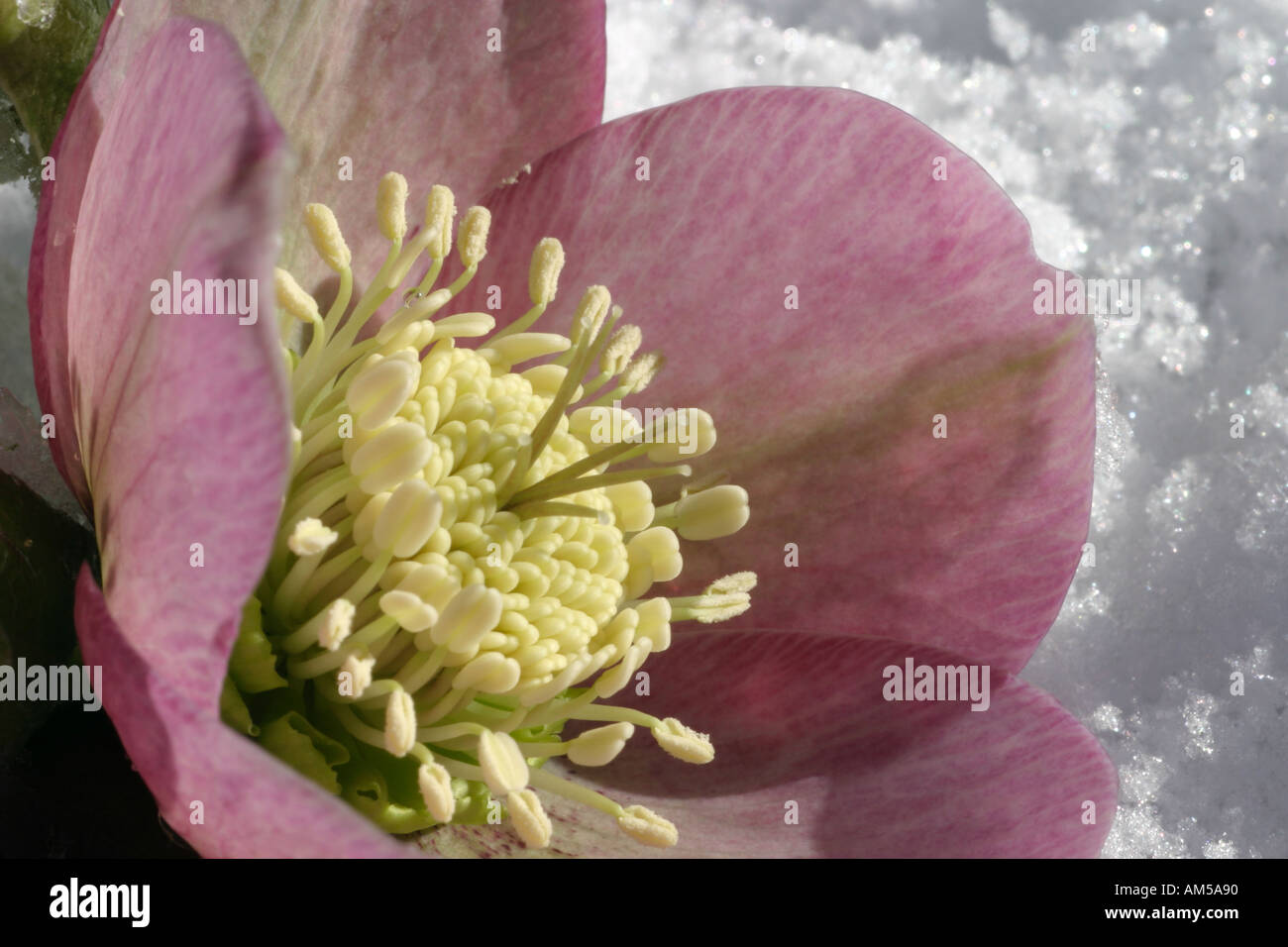 Soft pink, mauve Christmas Rose (Lenten Rose or Hellebore) flower ...
