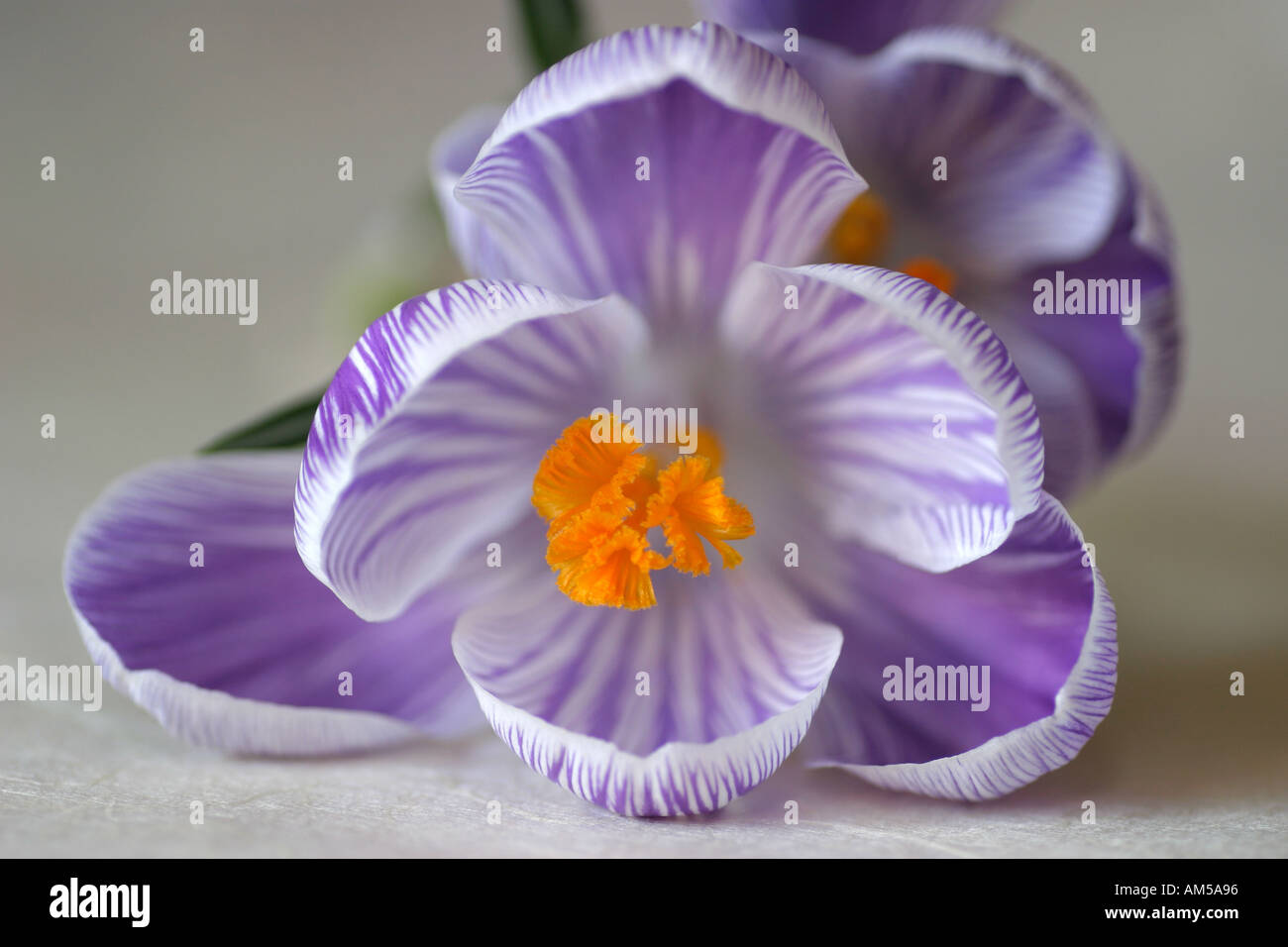Purple And White Striped Flower High Resolution Stock Photography and ...