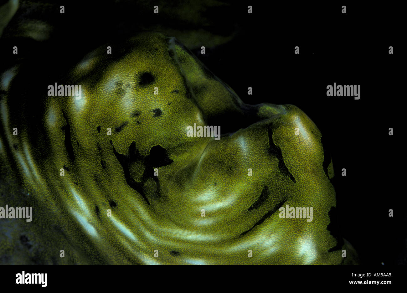 Giant clam syphon Tridacna maxima Stock Photo - Alamy