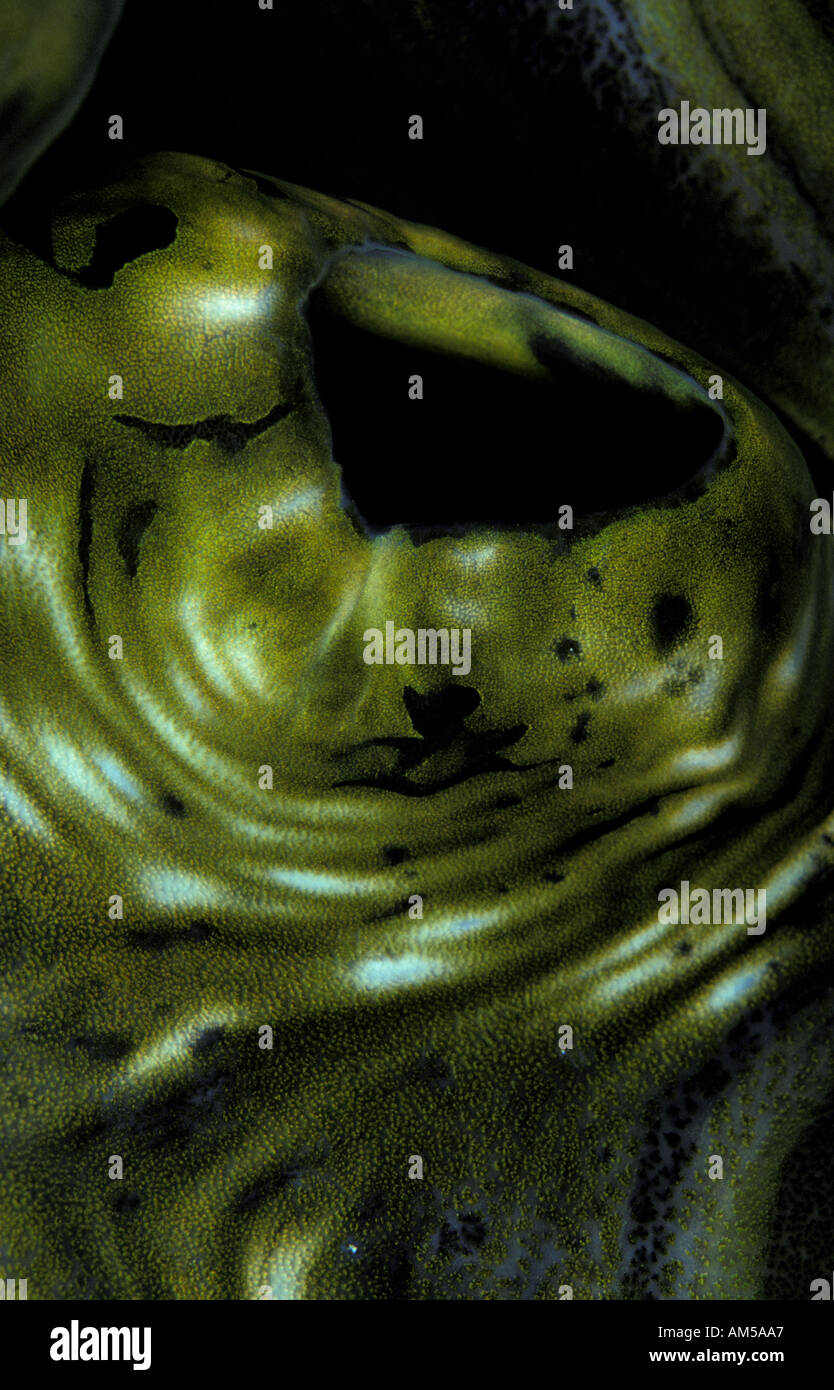 Giant Clam siphon Tridacna maxima Stock Photo - Alamy