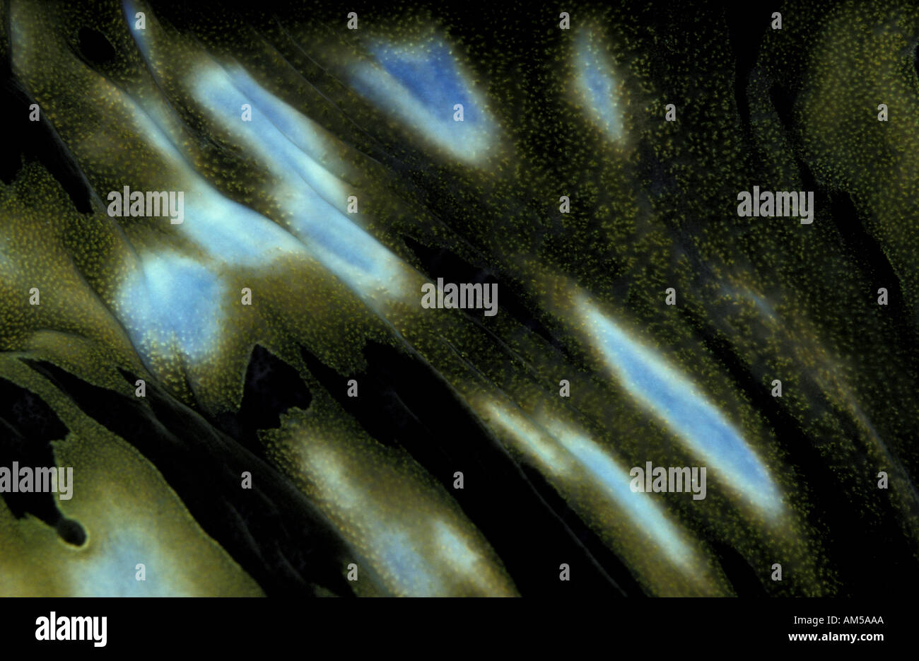 Clam skin Tridacna maxima Stock Photo - Alamy