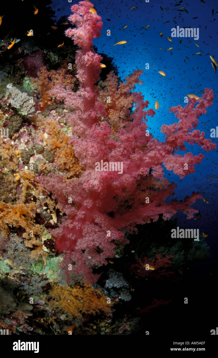 Dendronephthya species hi-res stock photography and images - Alamy