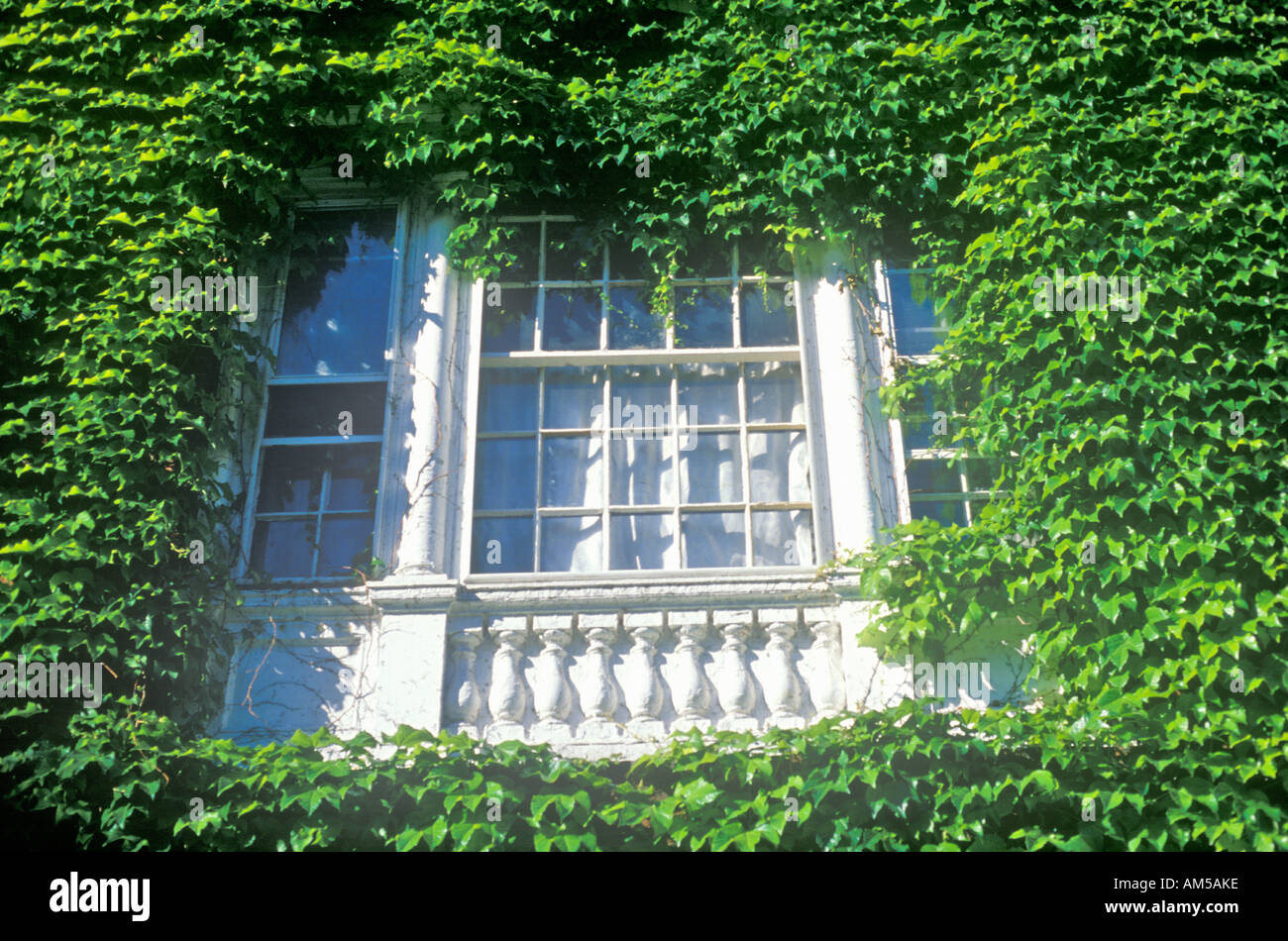 The ivy cambridge hi-res stock photography and images - Alamy