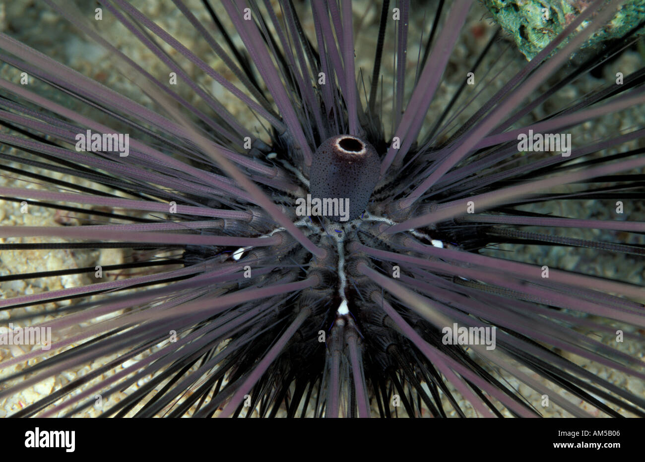 Spiny sea urchin Diadema setosum Stock Photo - Alamy