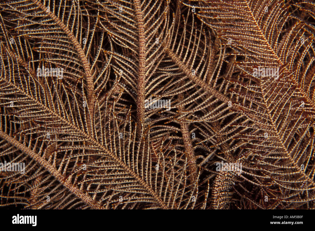 Featherstar Crinoid species Stock Photo - Alamy