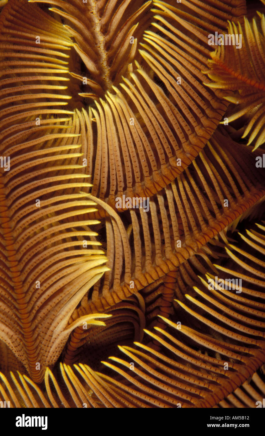Crinoid species hi-res stock photography and images - Alamy