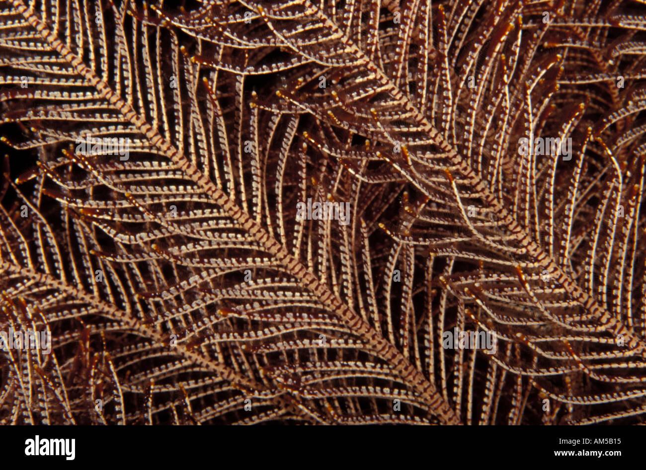 Crinoid species hi-res stock photography and images - Alamy