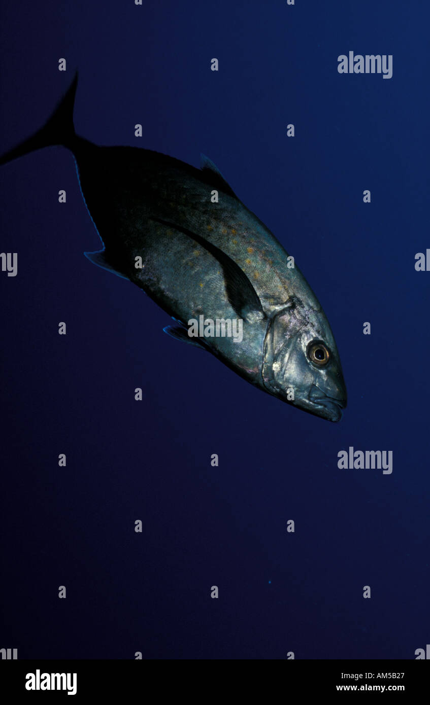 Yellow spotted trevally Carangoides fulvoguttatus Stock Photo - Alamy