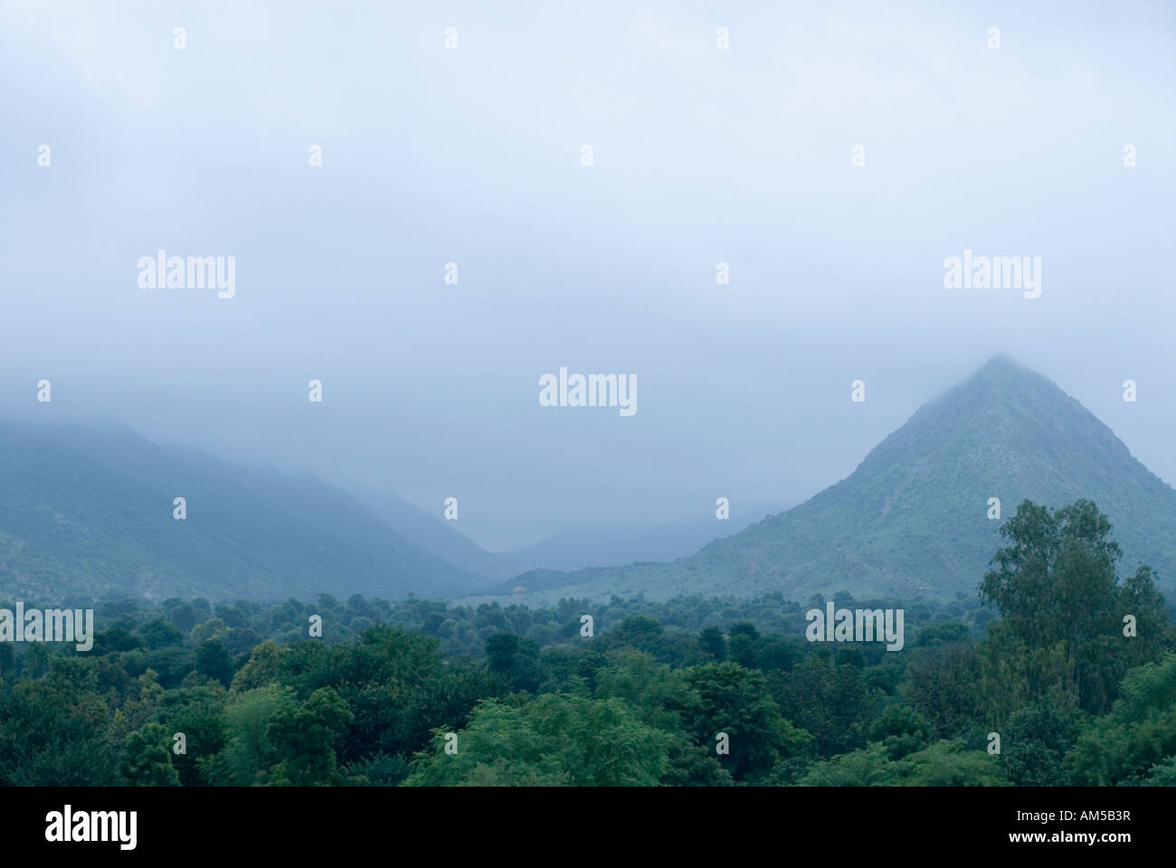 Trees in a forest with mountains in the background, Pushkar, Rajasthan ...