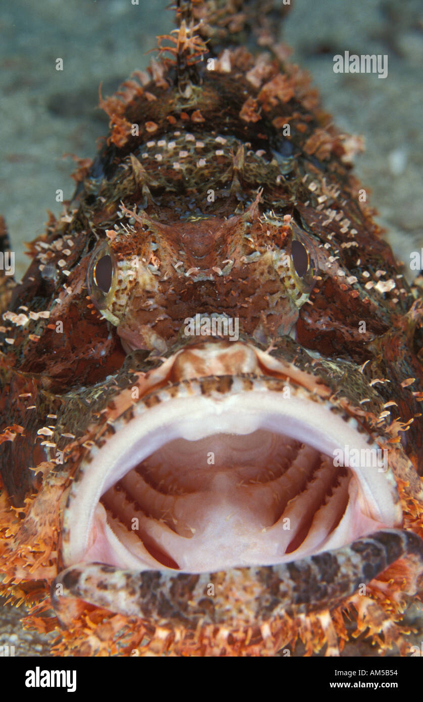 Tassled scorpionfish scorpaenopsis oxycephala maldives hi-res stock ...