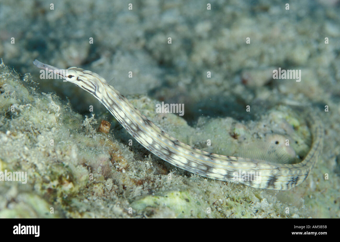 Scribbled pipefish Corythoichthys intestinalis Stock Photo - Alamy