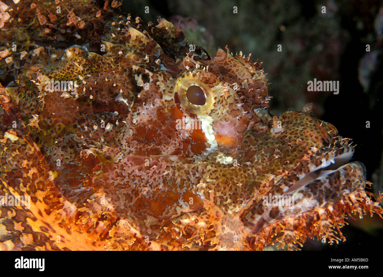 Tassled scorpionfish scorpaenopsis oxycephala maldives hi-res stock ...