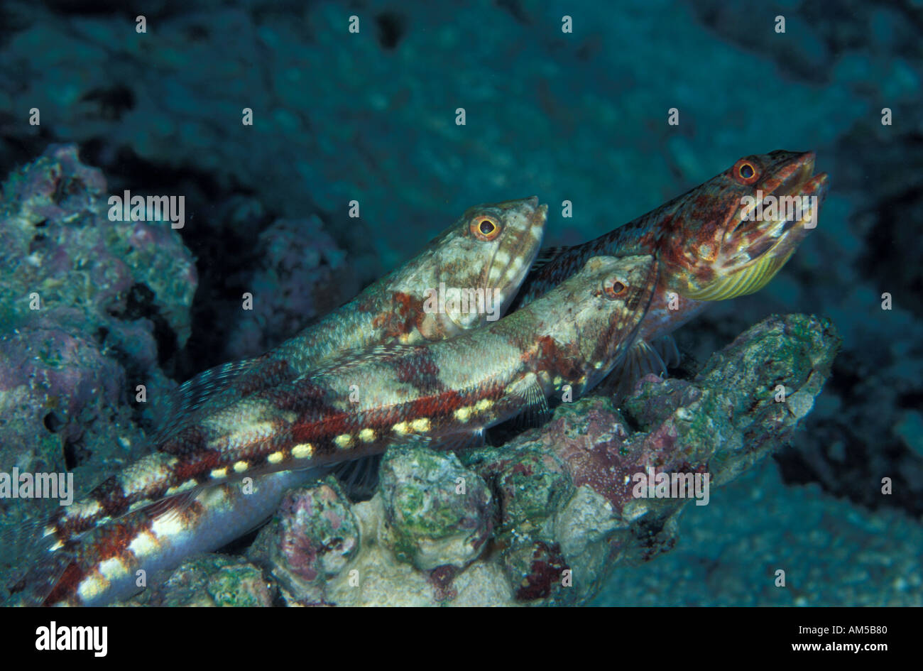 Variagated hi-res stock photography and images - Alamy