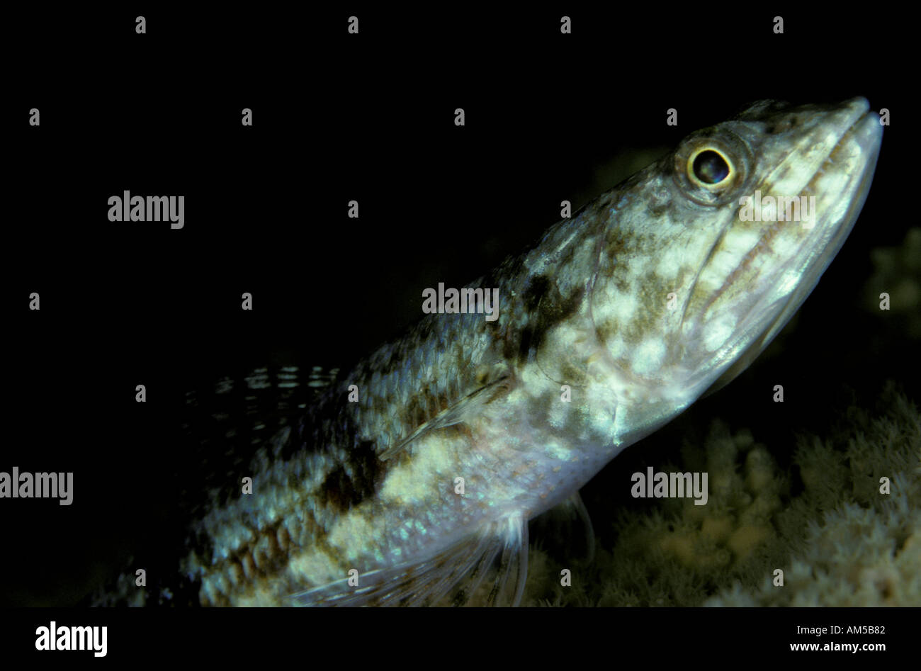 Gracile lizardfish hi-res stock photography and images - Alamy