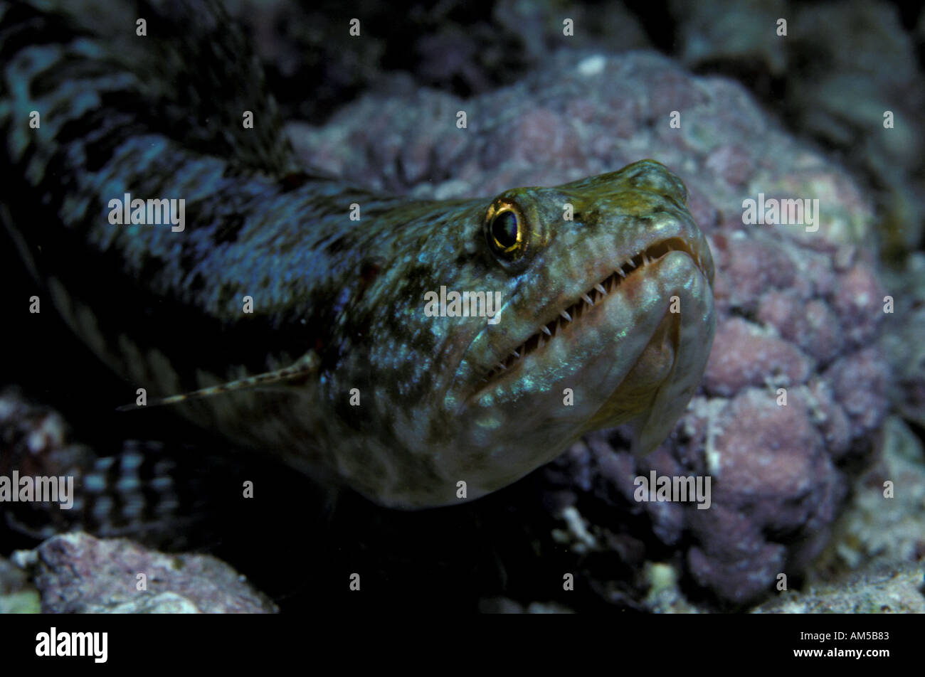 Variegated lizardfish synodus variegatus hi-res stock photography and ...