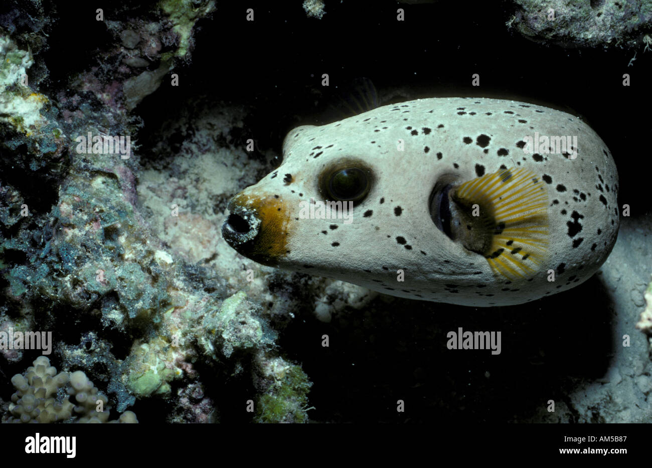 Blackspotted pufferfish Arothron nigropunctatus Stock Photo - Alamy