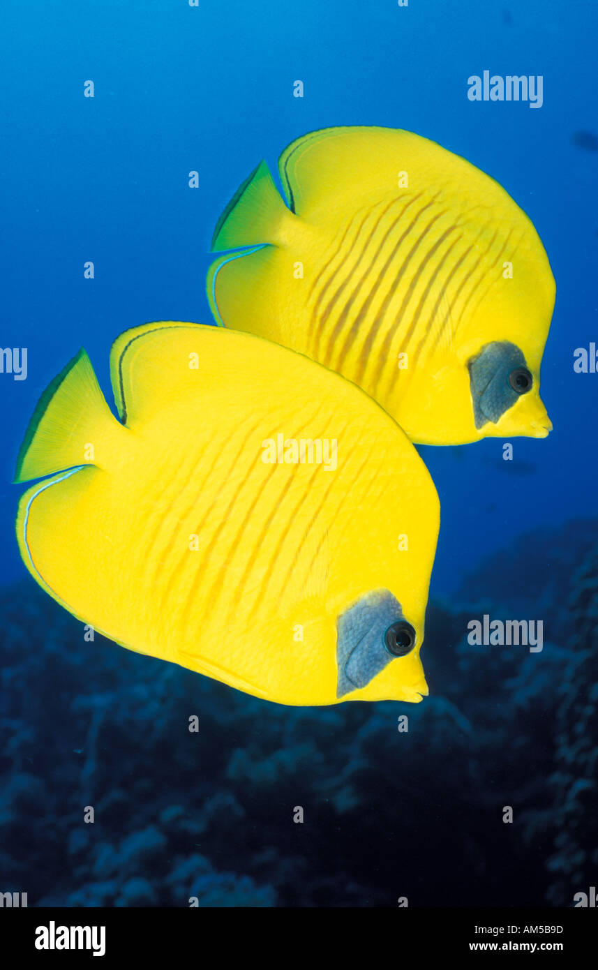 Butterfly fish pair hi-res stock photography and images - Alamy