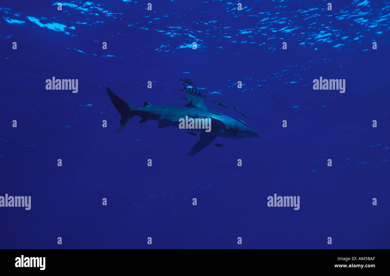 Oceanic whitetip shark Carcharhinus longimanus Stock Photo - Alamy